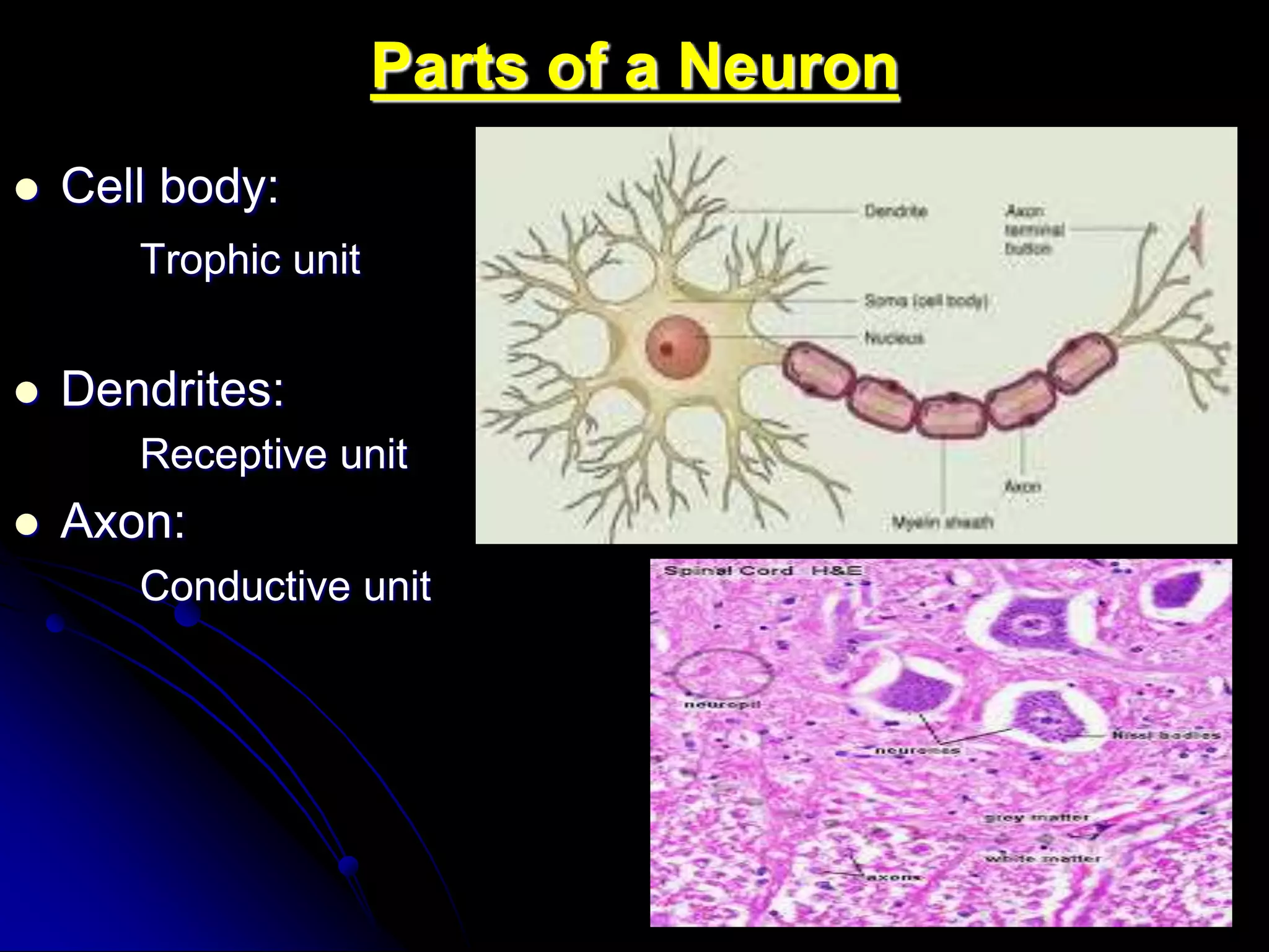 Histology of the nervous system | PPT