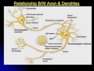 Axon Collaterals
