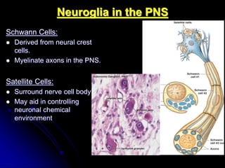 Histology of the nervous system | PPT