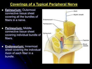 Histology of the nervous system | PPT