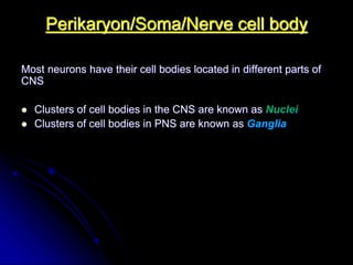 Histology of the nervous system | PPT