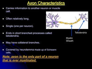 Histology of the nervous system | PPT