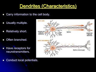 Histology of the nervous system | PPT