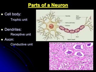 Nervous Tissue Slide Labeled