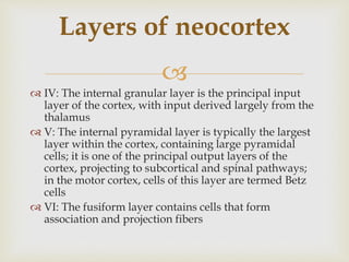 HISTOLOGY OF THE NERVOUS TISSUE II.pptx