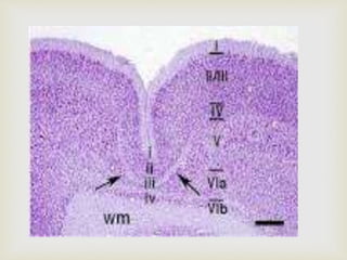 HISTOLOGY OF THE NERVOUS TISSUE II.pptx | Brain and Nervous System ...