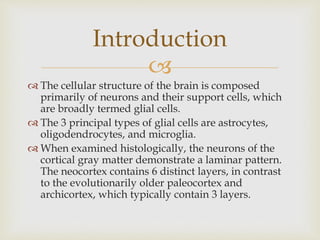 HISTOLOGY OF THE NERVOUS TISSUE II.pptx | Brain and Nervous System ...