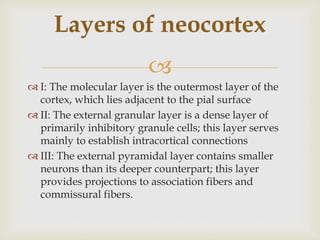 HISTOLOGY OF THE NERVOUS TISSUE II.pptx