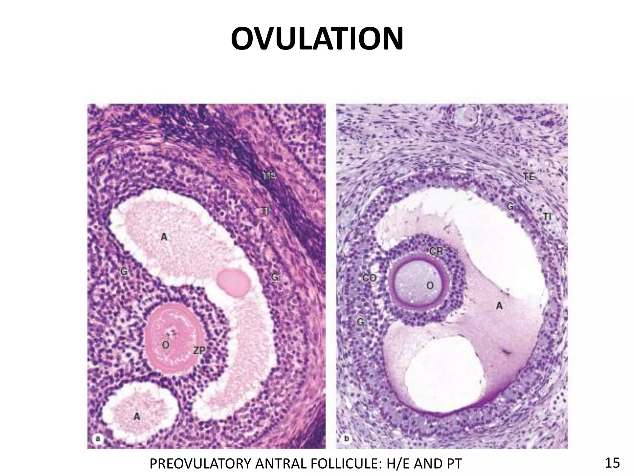 HISTOLOGY OF THE OVARY LECTURE.pptx