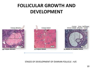 HISTOLOGY OF THE OVARY LECTURE.pptx