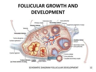 HISTOLOGY OF THE OVARY LECTURE.pptx