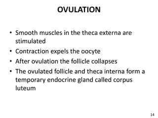 HISTOLOGY OF THE OVARY LECTURE.pptx
