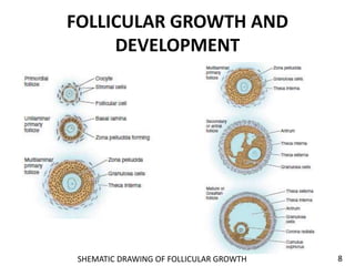 HISTOLOGY OF THE OVARY LECTURE.pptx