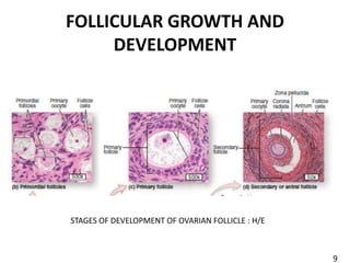 HISTOLOGY OF THE OVARY LECTURE.pptx