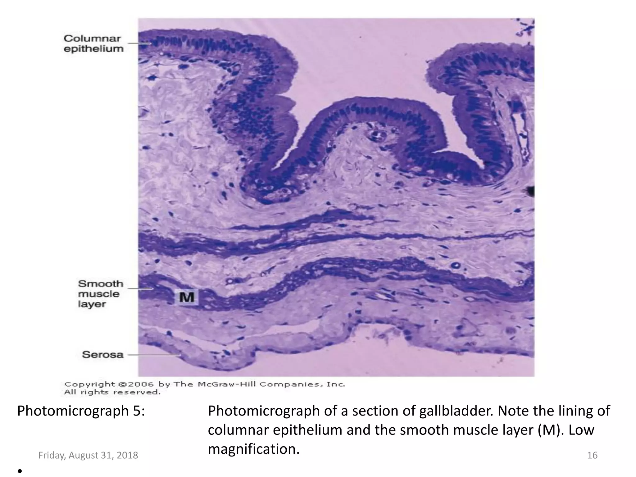 Histology of the pancreas, gall bladder and appendix by Zachariah ...