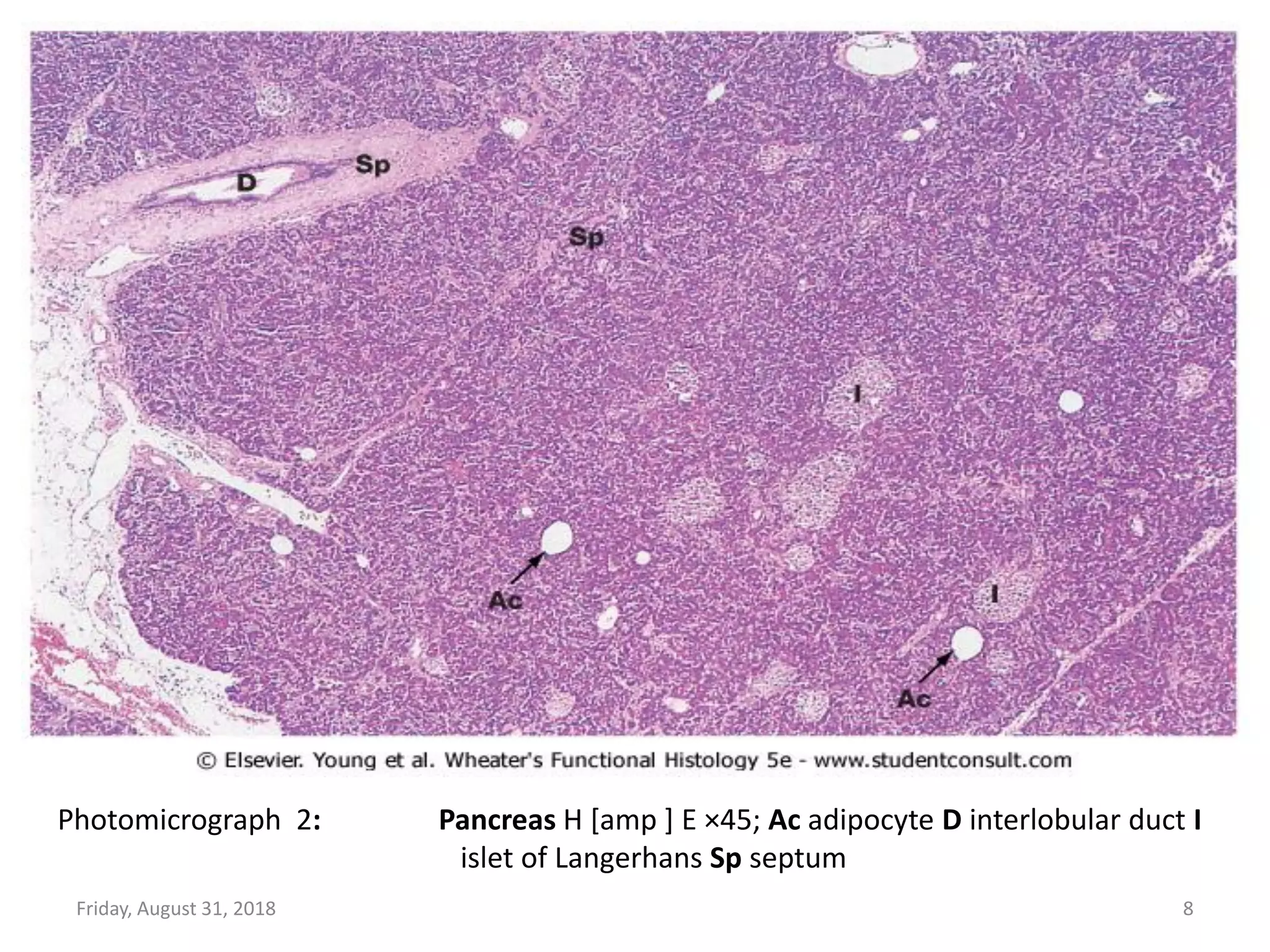 Histology of the pancreas, gall bladder and appendix by Zachariah ...