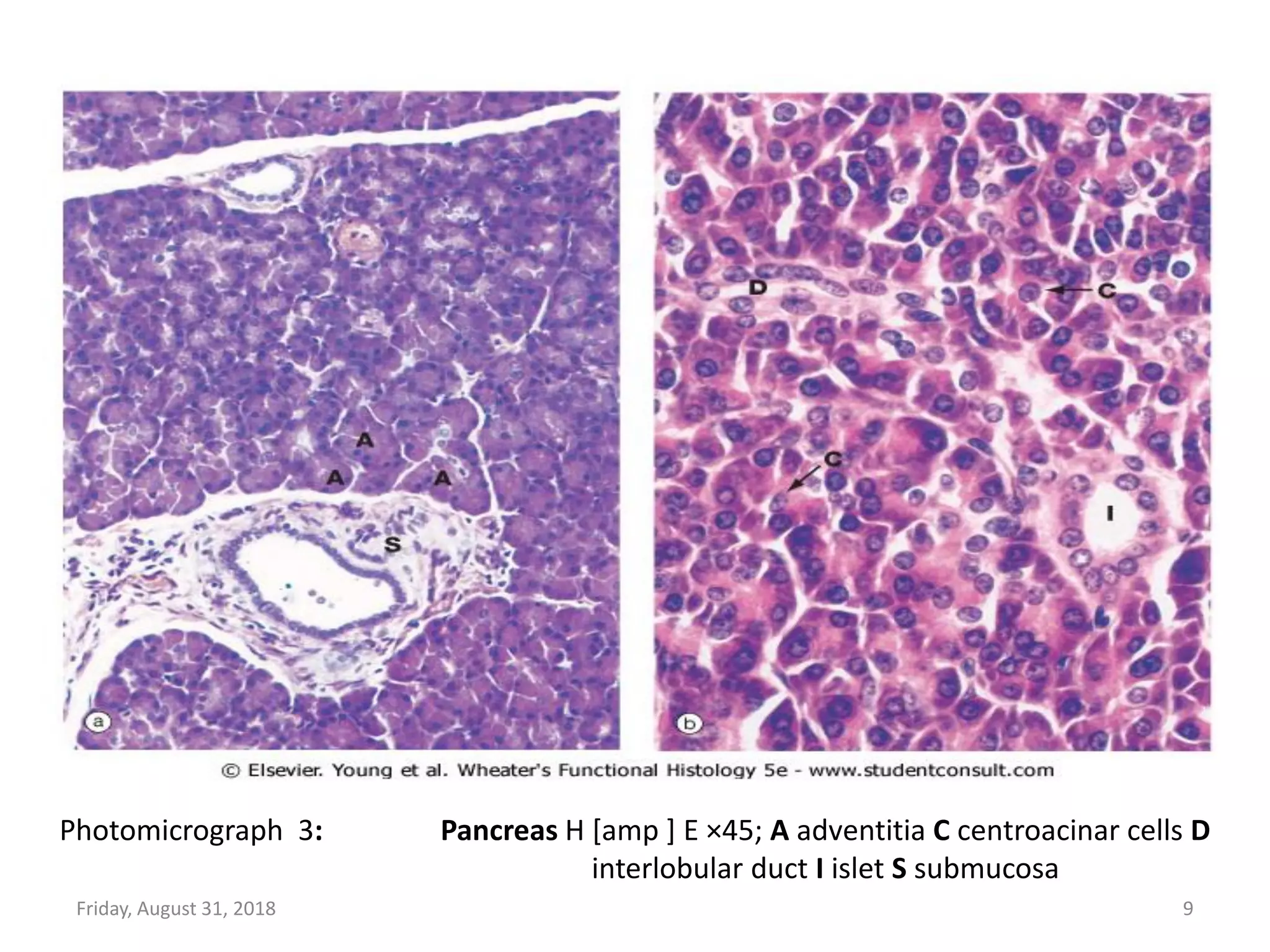 Histology of the pancreas, gall bladder and appendix by Zachariah ...
