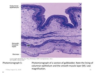 Histology of the pancreas, gall bladder and appendix by Zachariah ...