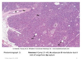 Histology of the pancreas, gall bladder and appendix by Zachariah ...