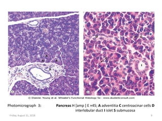 Histology of the pancreas, gall bladder and appendix by Zachariah ...
