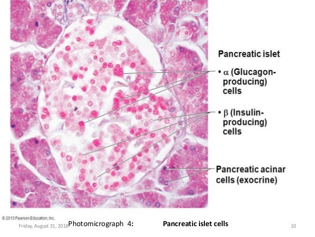 Histology of the pancreas, gall bladder and appendix by Zachariah Ric…