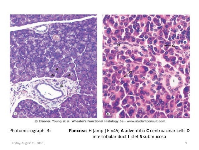 Histology of the pancreas, gall bladder and appendix by Zachariah Ric…
