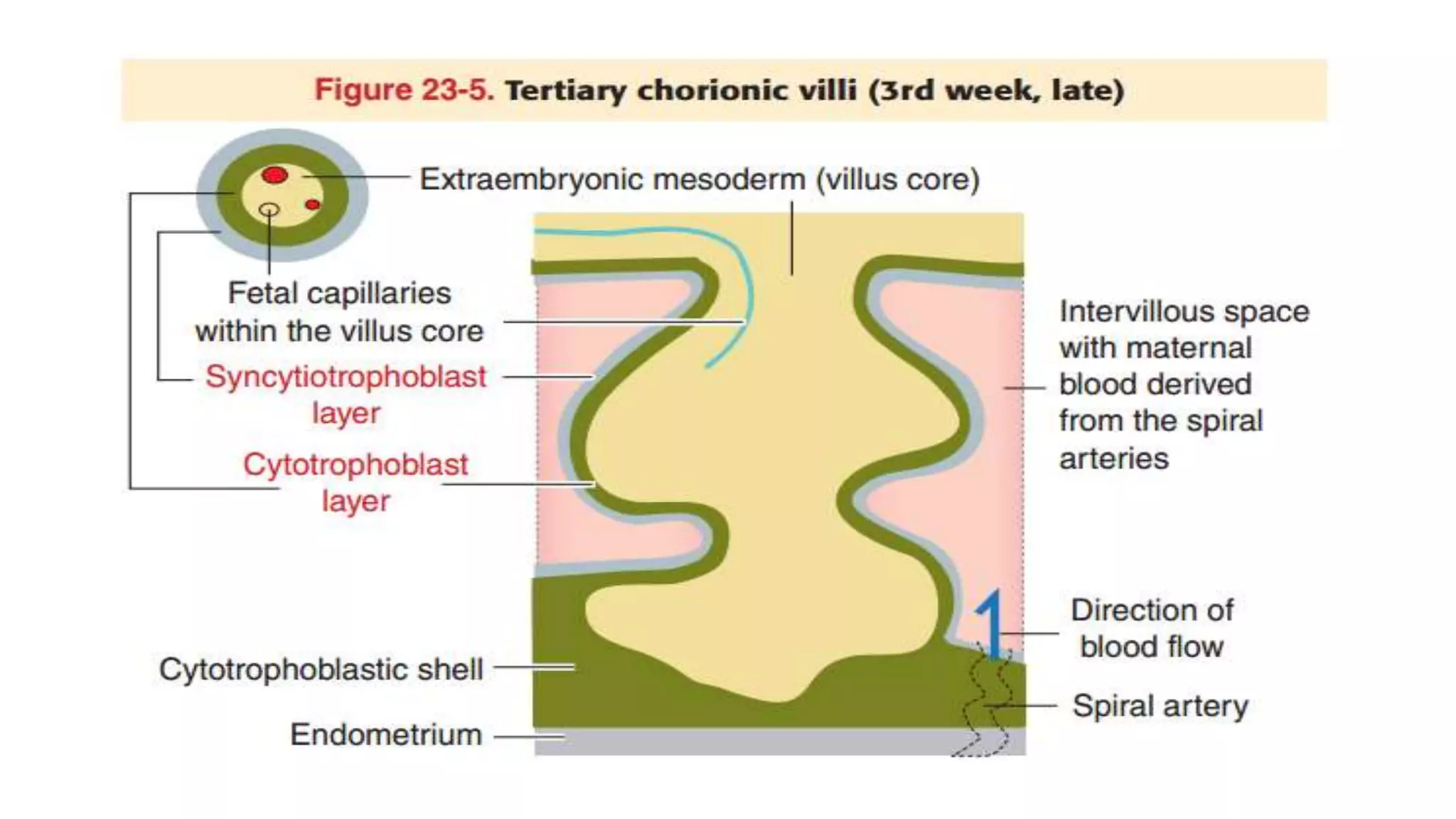 Histology of the Placenta.pptx