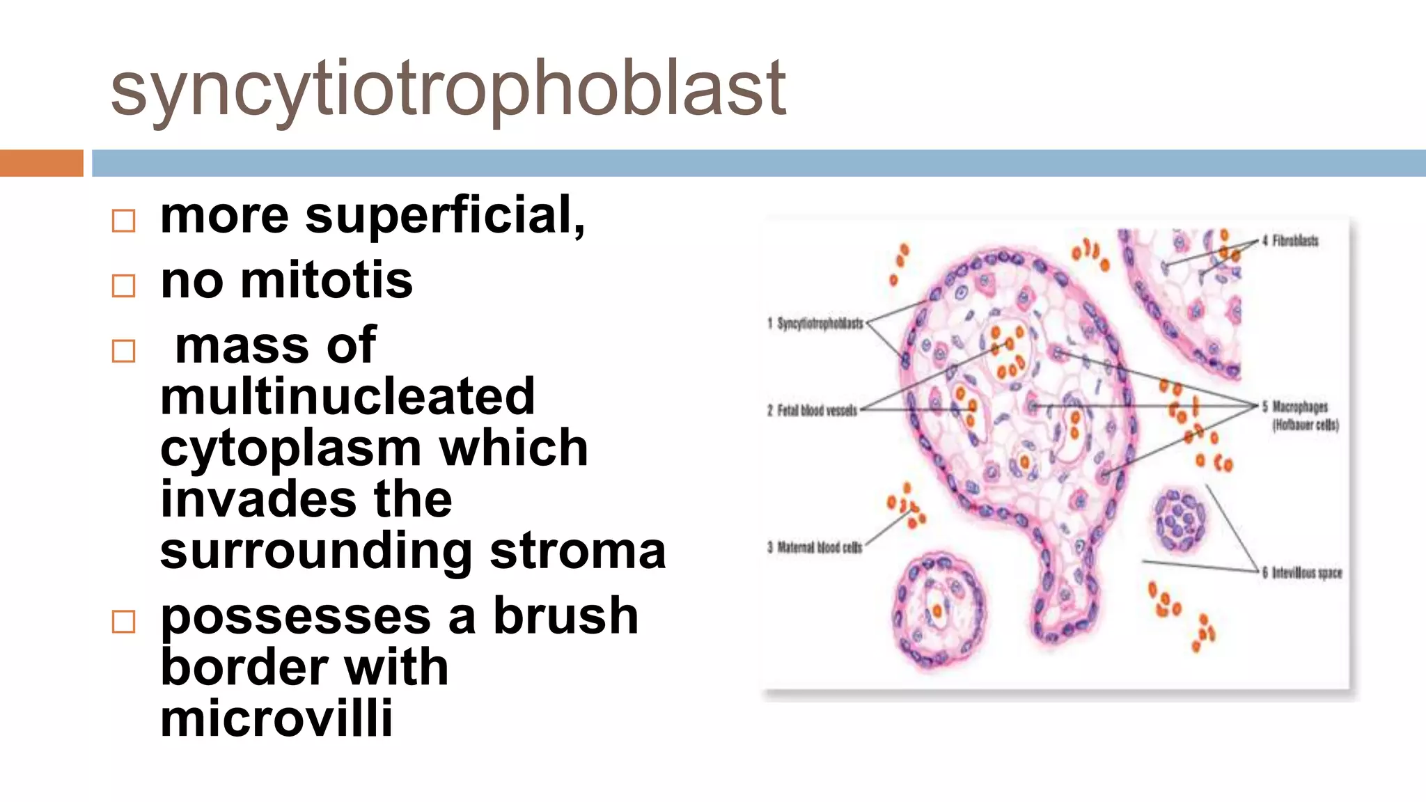 Histology of the Placenta.pptx