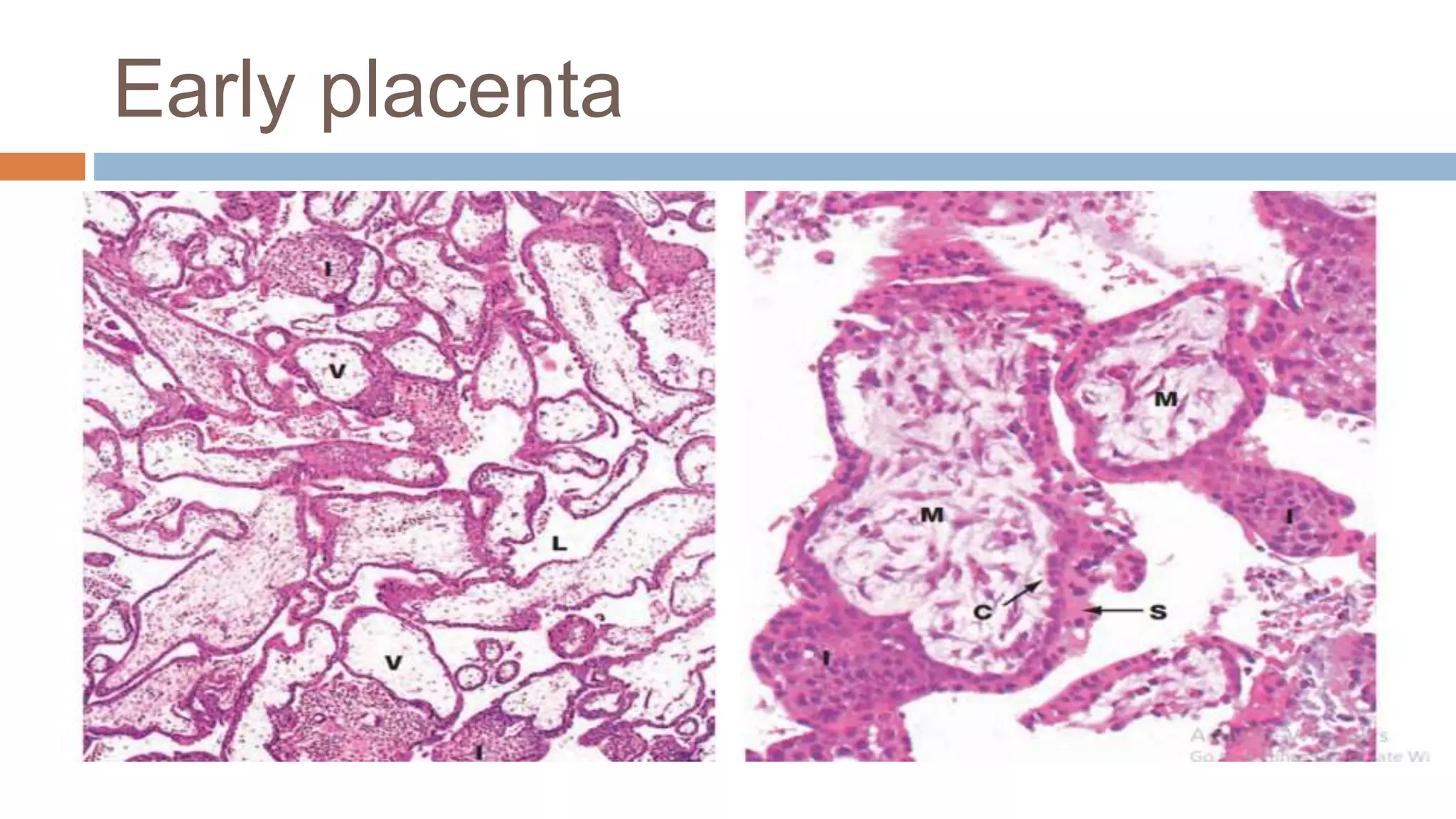 Histology of the Placenta.pptx