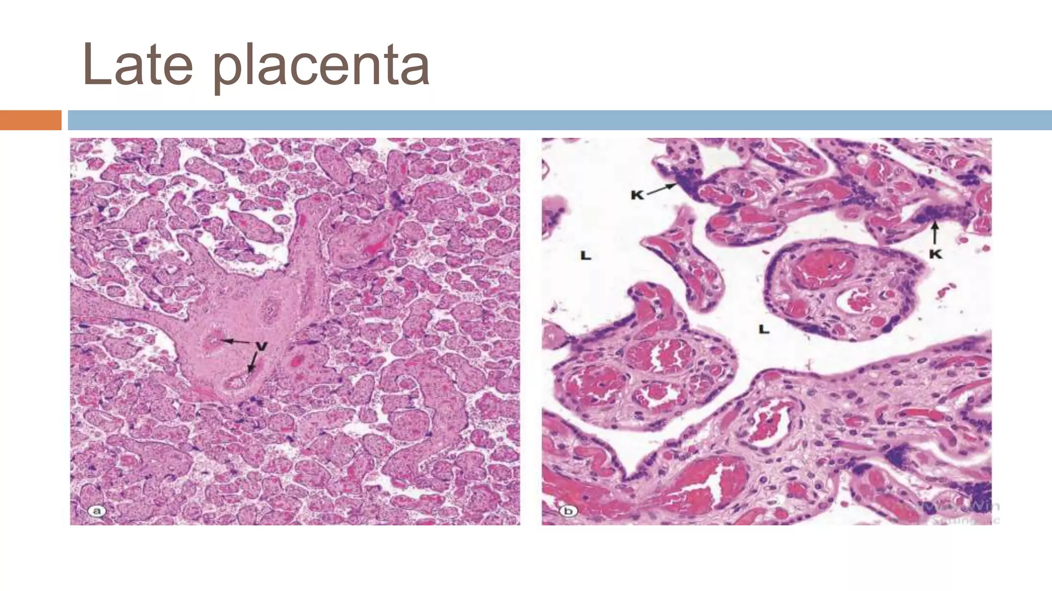Histology of the Placenta.pptx