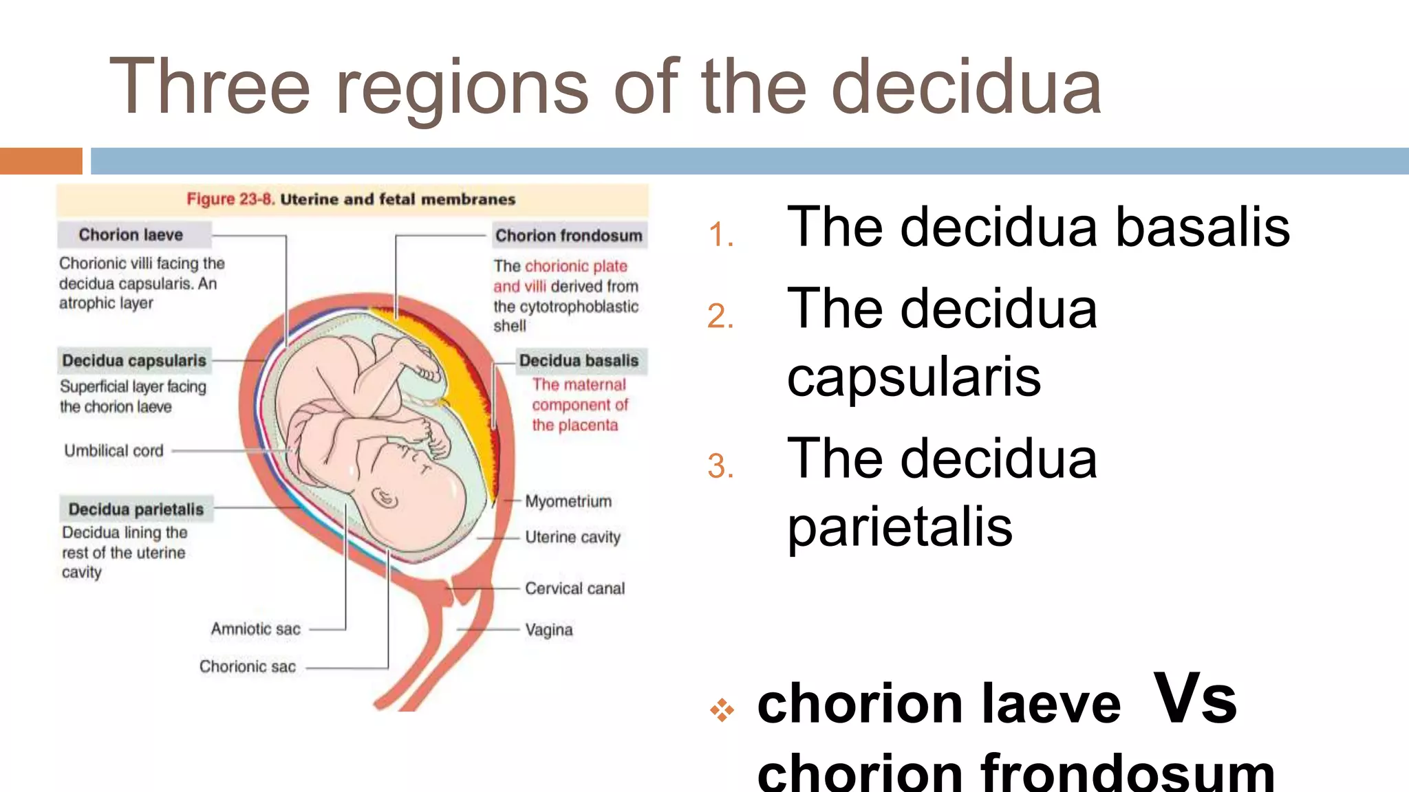 Histology of the Placenta.pptx