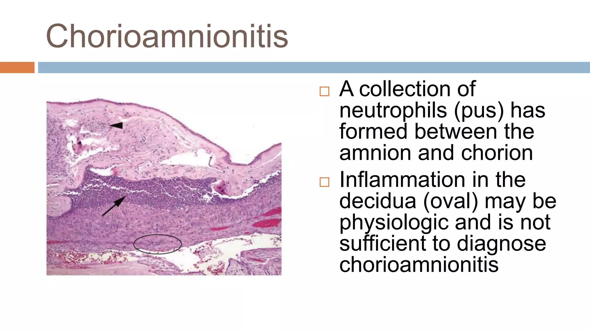 Histology of the Placenta.pptx