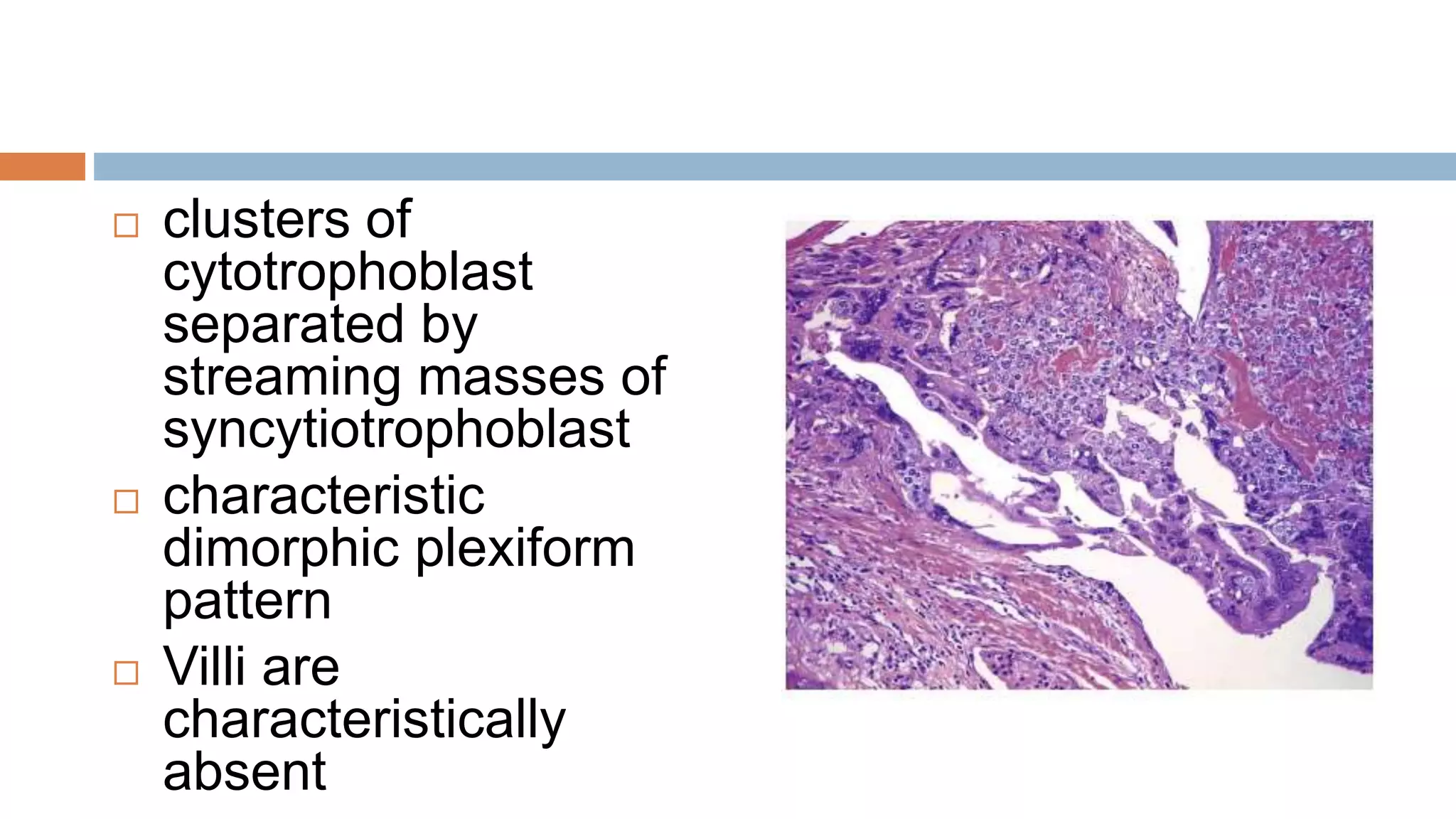 Histology of the Placenta.pptx