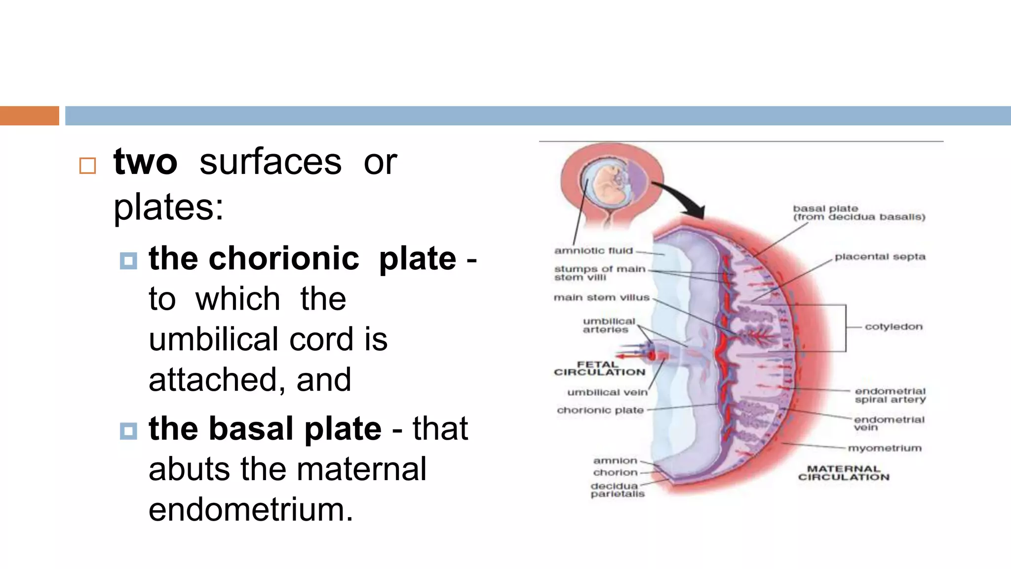 Histology of the Placenta.pptx