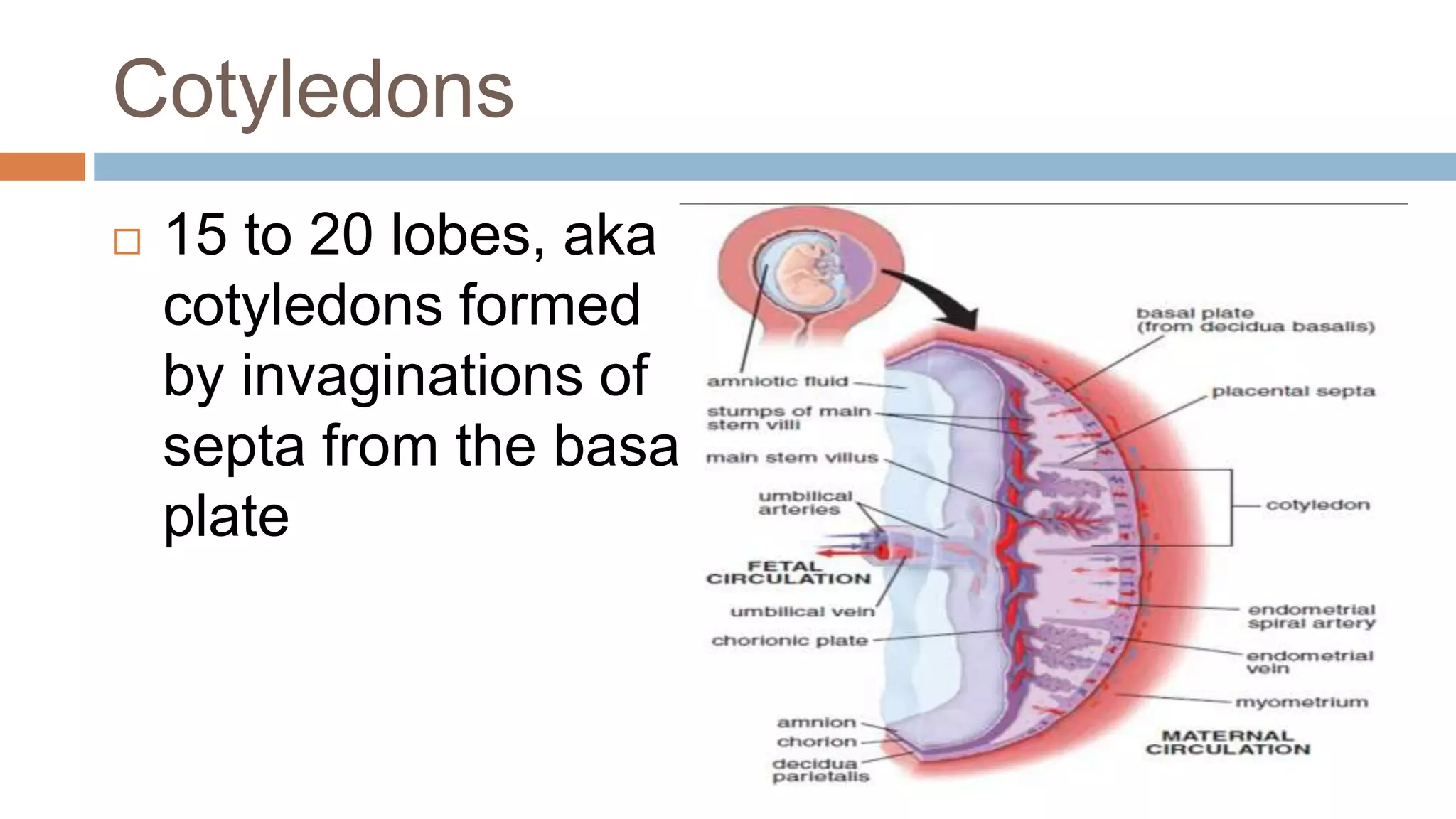 Histology of the Placenta.pptx
