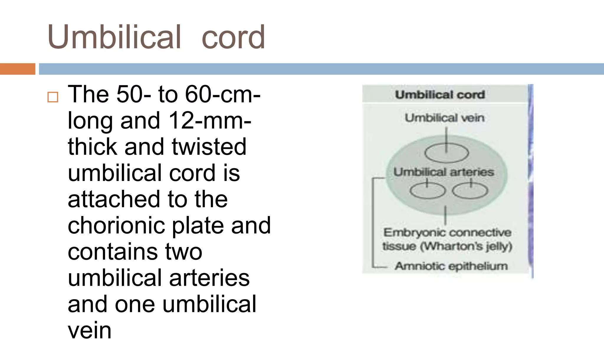 Histology of the Placenta.pptx