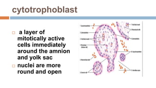 Histology of the Placenta.pptx