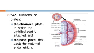 Histology of the Placenta.pptx