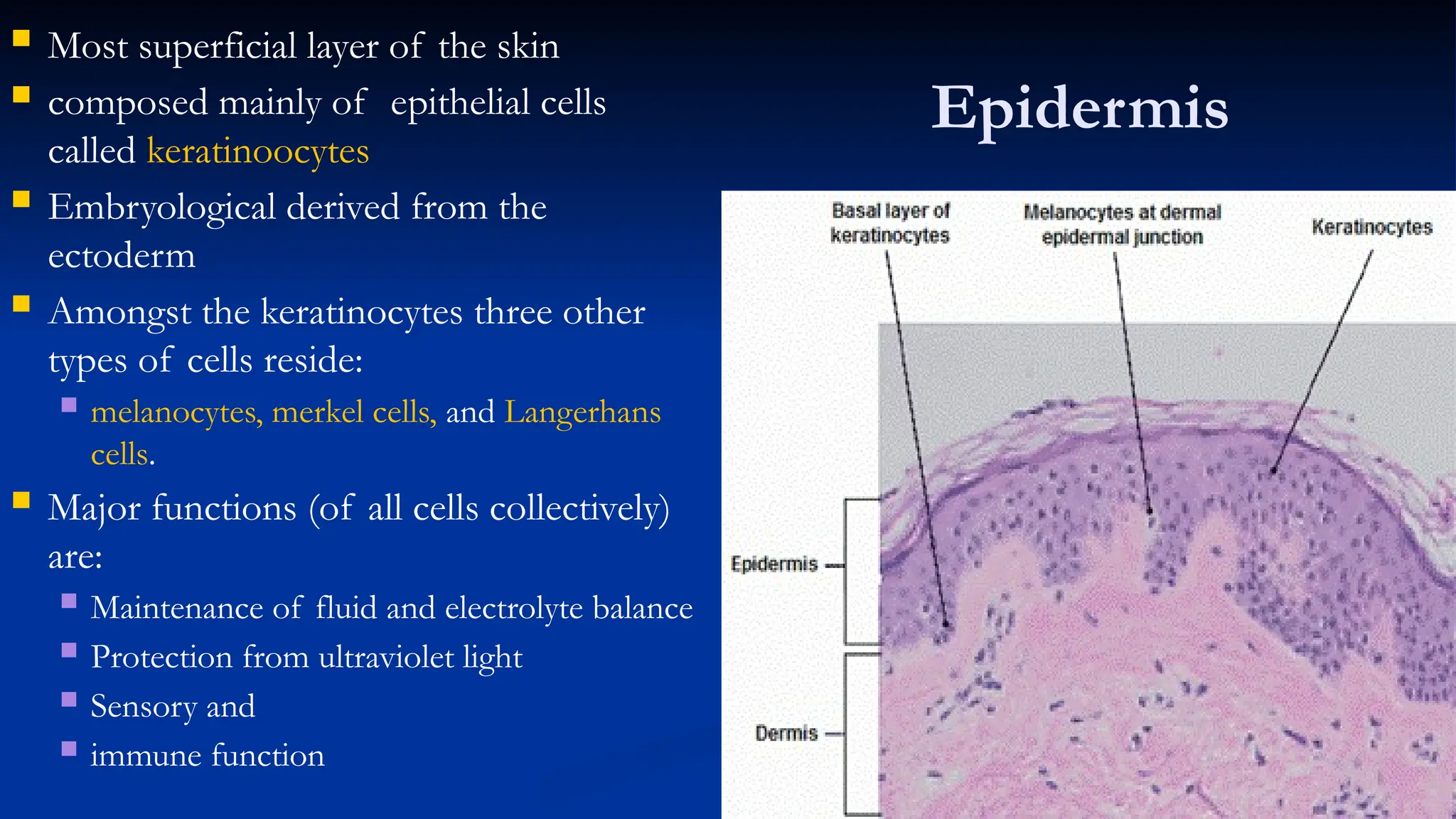 Histology of the Skin powerpoint notes.pptx