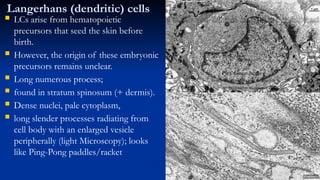 Histology of the Skin powerpoint notes.pptx