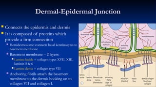 Histology of the Skin powerpoint notes.pptx