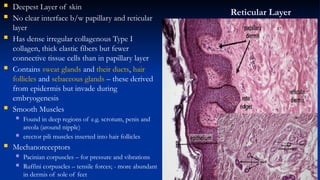 Histology of the Skin powerpoint notes.pptx