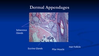 Histology of the Skin powerpoint notes.pptx