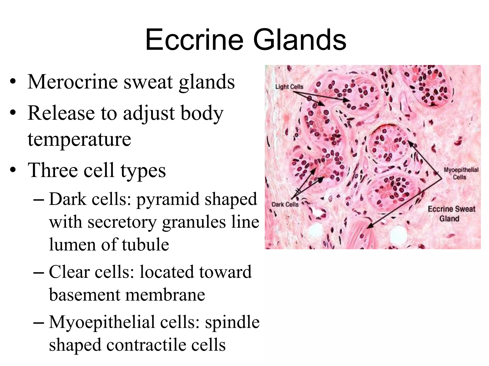 HistologyoftheSkin.ppt