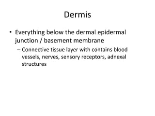 HistologyoftheSkin.ppt