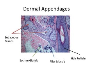 HistologyoftheSkin.ppt