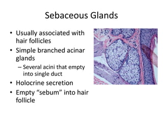 HistologyoftheSkin.ppt