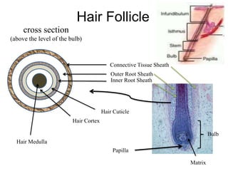 HistologyoftheSkin.ppt