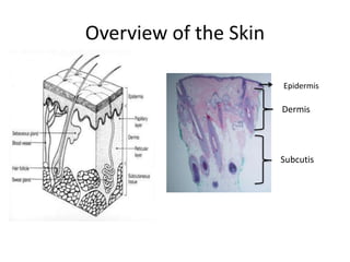 HistologyoftheSkin.ppt