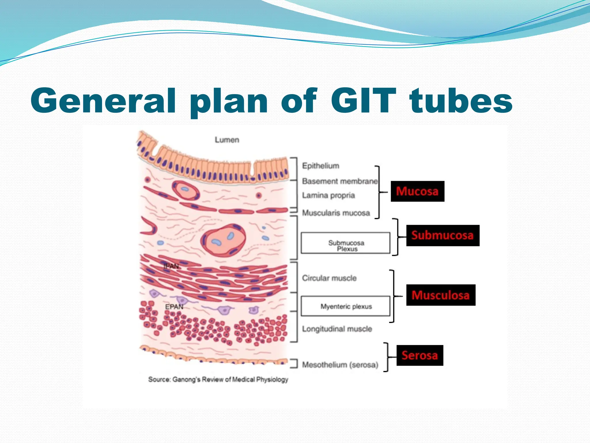 "Histology of the Stomach: Tissue Structure and Function Explained".pptx